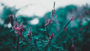 OpenCV – アルファブレンドで画像を合成する方法 | pystyle